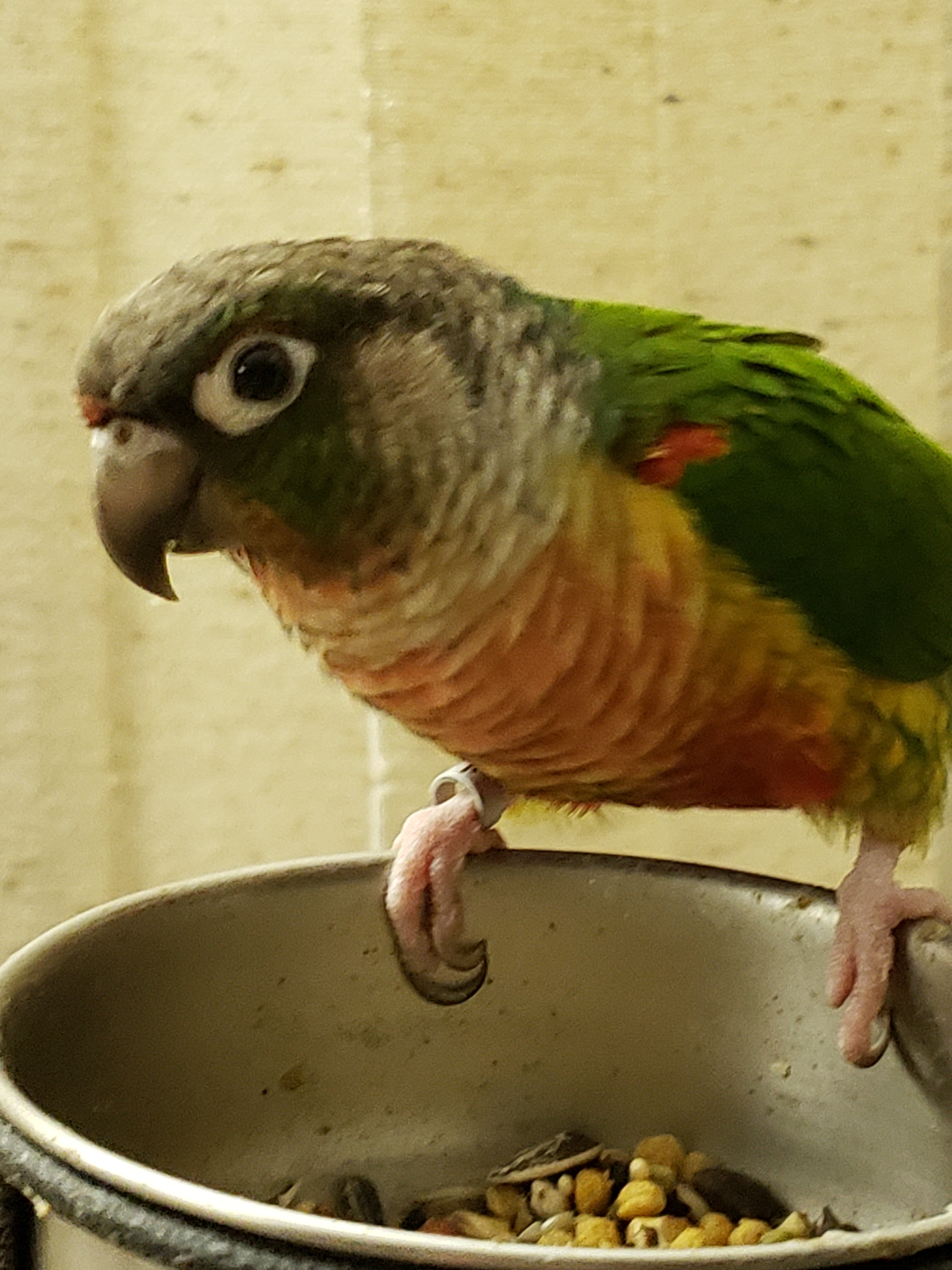 Yellowsided Conure (SOLD OUT) – Feathers & Birds Aviary