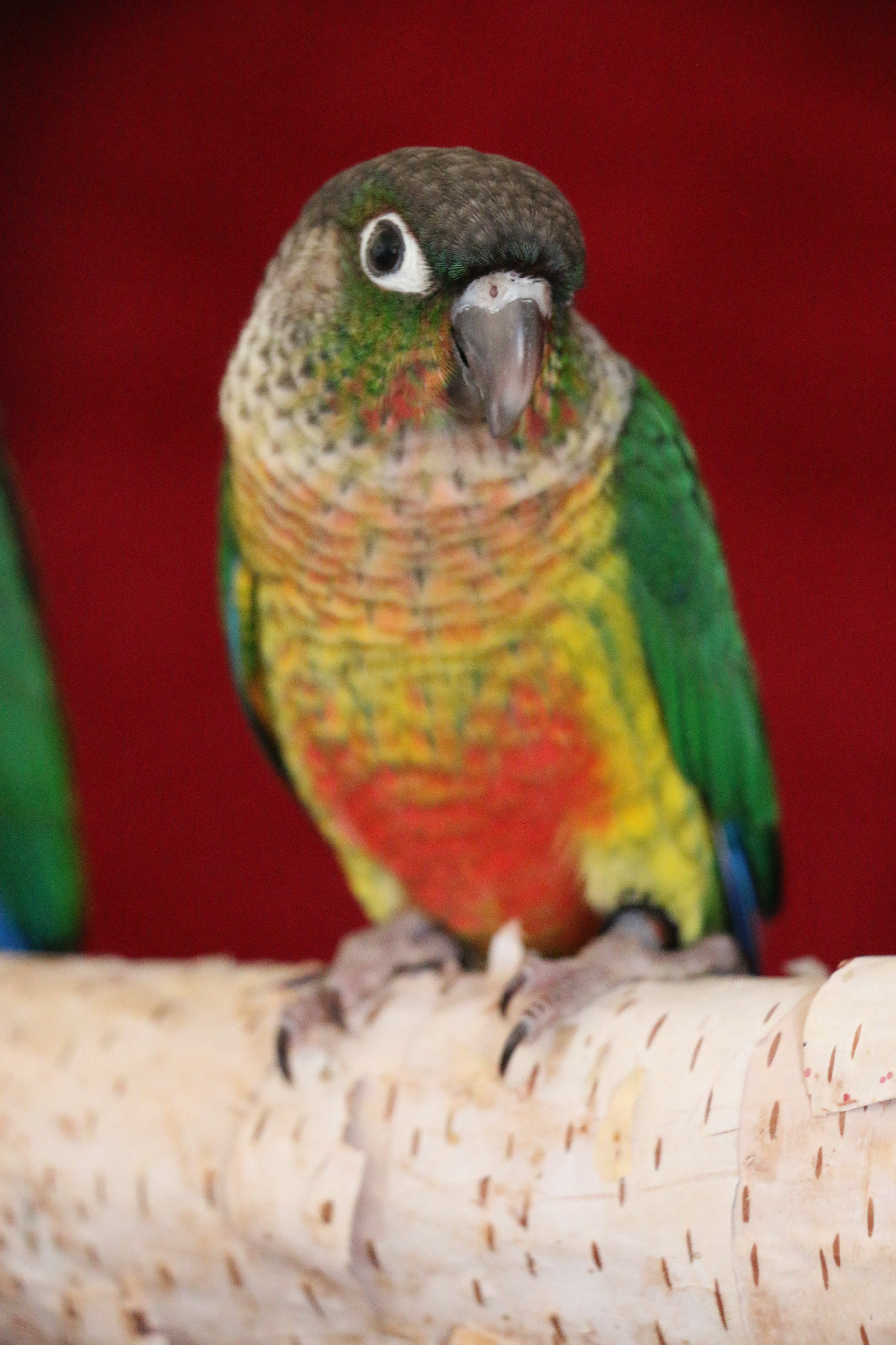 Violet Yellowsided Conure – Feathers & Birds Aviary